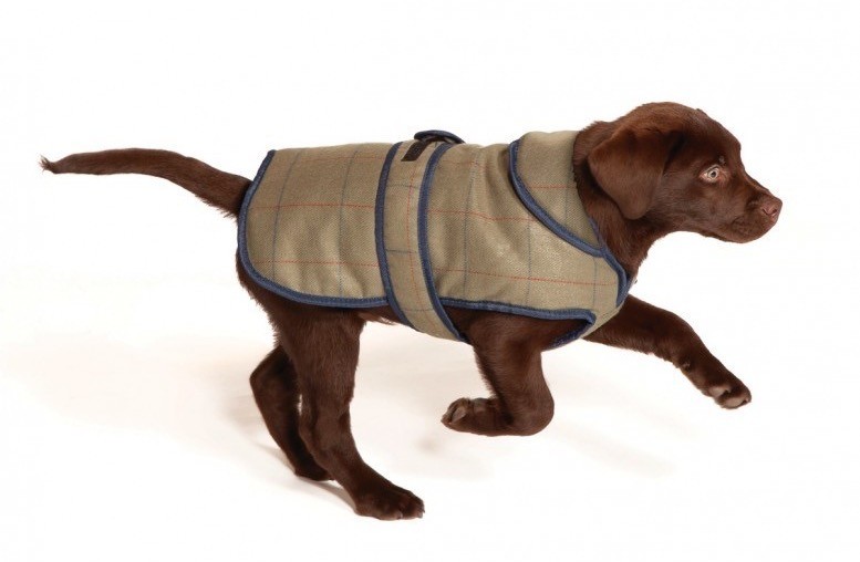 Designer Dog Supplies Which Ones To Choose Dog Endorsed