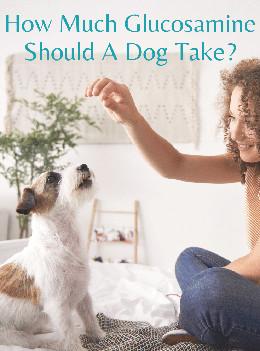 How Much Glucosamine Should A Dog Take? - Dog Endorsed