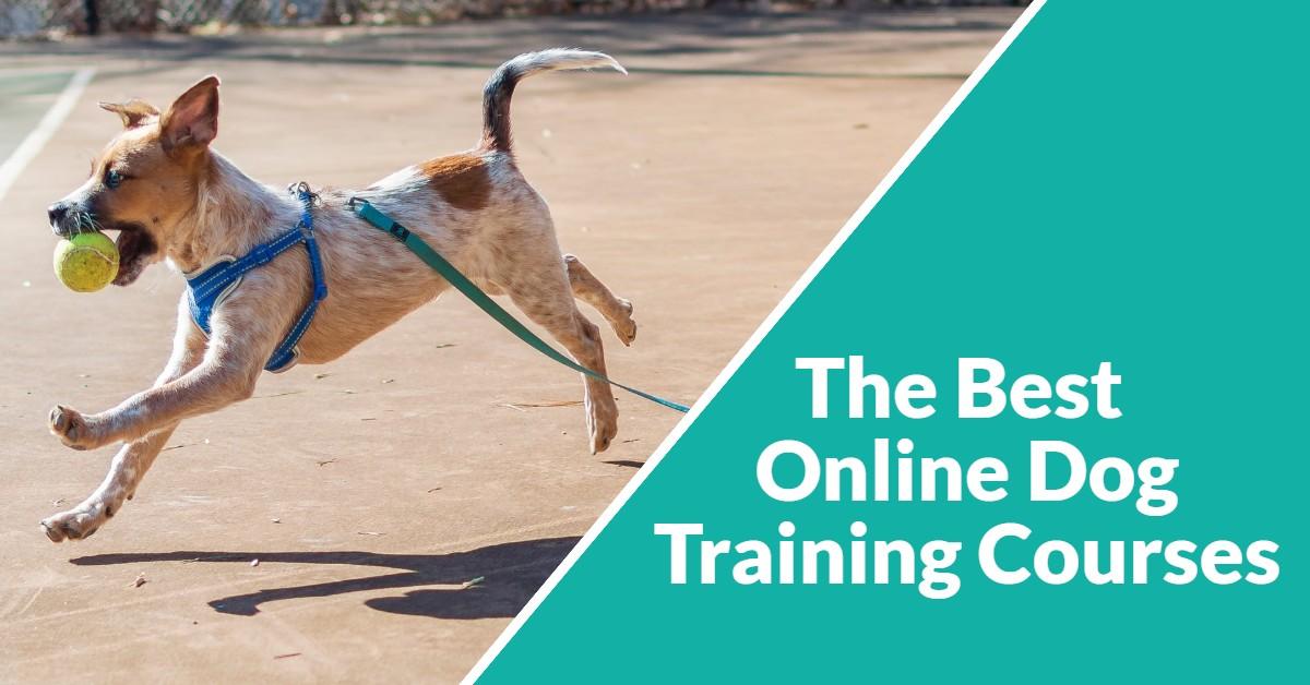 Top 5 Best Online Dog Training Courses Dog Endorsed Top 5 Best Online Dog Training Courses Dog Endorsed
