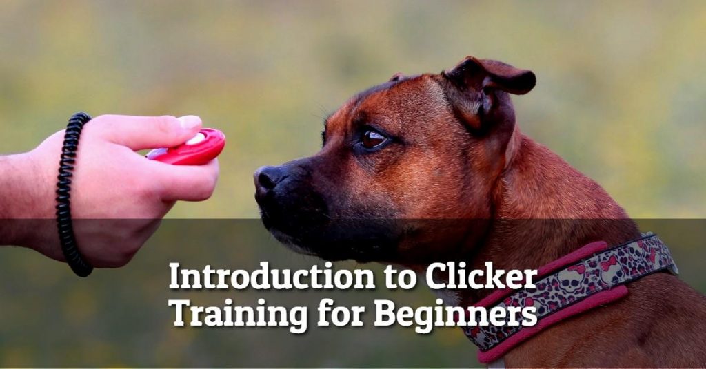 Introduction to Clicker Training for Beginners - Dog Endorsed