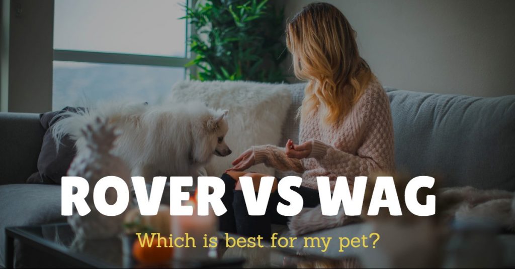Rover vs Wag: Which Is Best For My Pet? - Dog Endorsed
