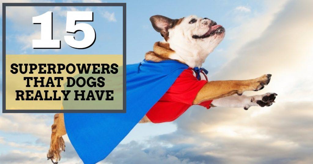 15 Superpowers That Dogs Really Have - Dog Endorsed