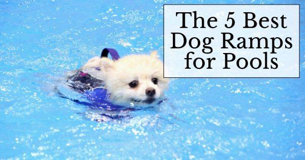 Top 5 Best Pool Steps or Stairs For Dogs - Dog Endorsed