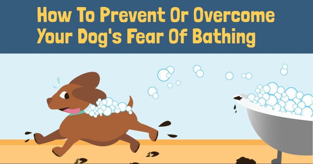 How to Prevent or Overcome Your Dog's Fear of Bathing - Dog Endorsed