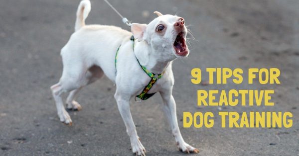 9 Tips for Reactive Dog Training - Dog Endorsed