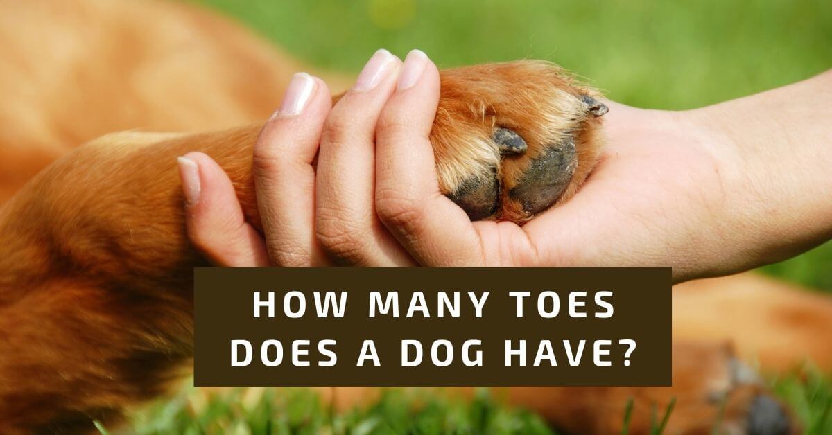 How Many Toes Does A Dog Have Naive Pets