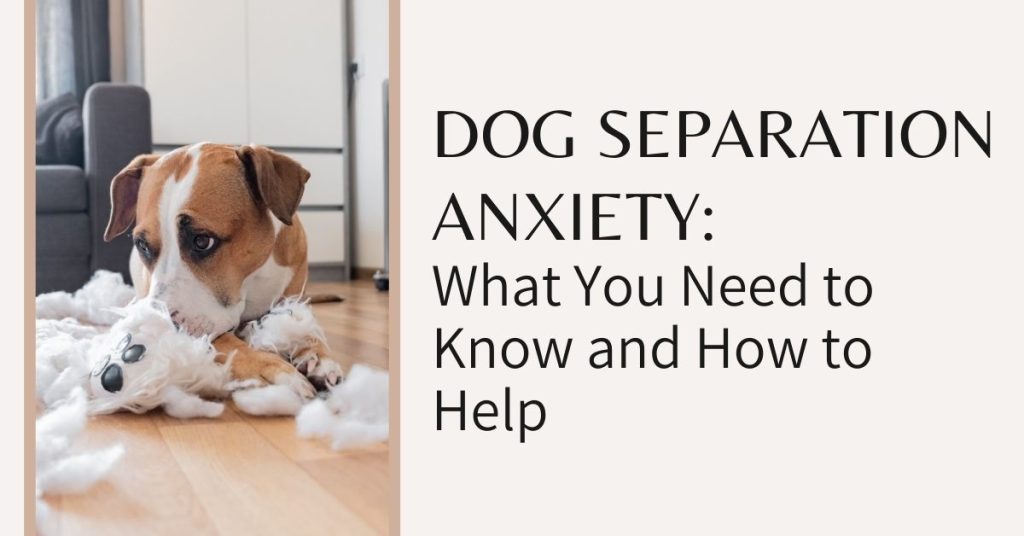 Dog Separation Anxiety: What You Need to Know and How to Help