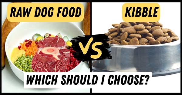 Raw Dog Food vs Kibble: Which Should I Choose? - Dog Endorsed