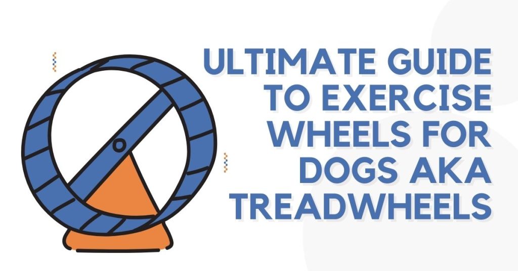 Ultimate Guide to Exercise Wheels for Dogs aka Treadwheels - Dog Endorsed