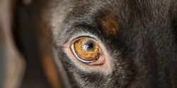 Understanding Dog Vision: Seeing the World through a Dog's Eyes - Dog ...