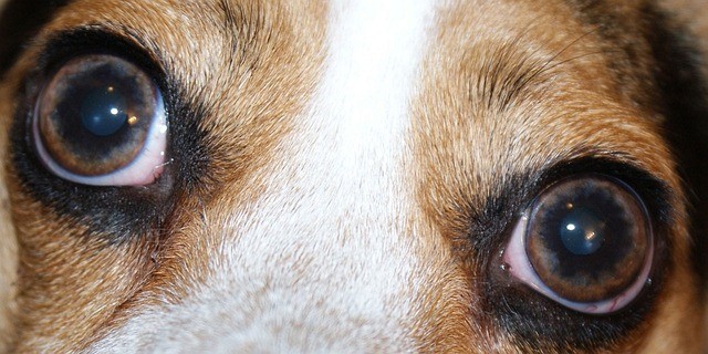 Understanding Dog Vision: Seeing the World through a Dog's Eyes - Dog ...