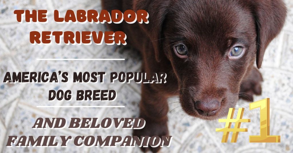 The Labrador Retriever: America's Most Popular Dog Breed and Beloved ...
